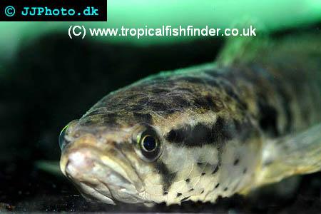 Channa punctata, Spotted Snakehead – Tropical Fish Finder UK